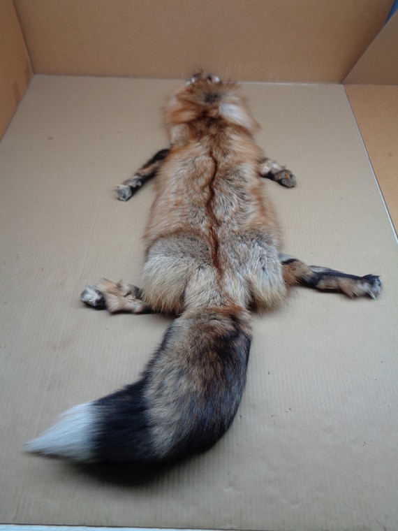 Pale Red Fox Hide With 4 Feet Professionally Tanned Top Lot - Etsy