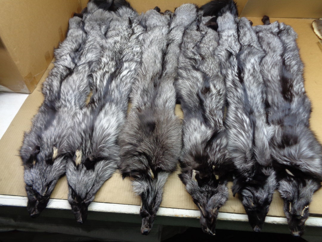 2XL Silver Fox Hide 1 Short Tail Grade/professionally Tanned/pelt ...