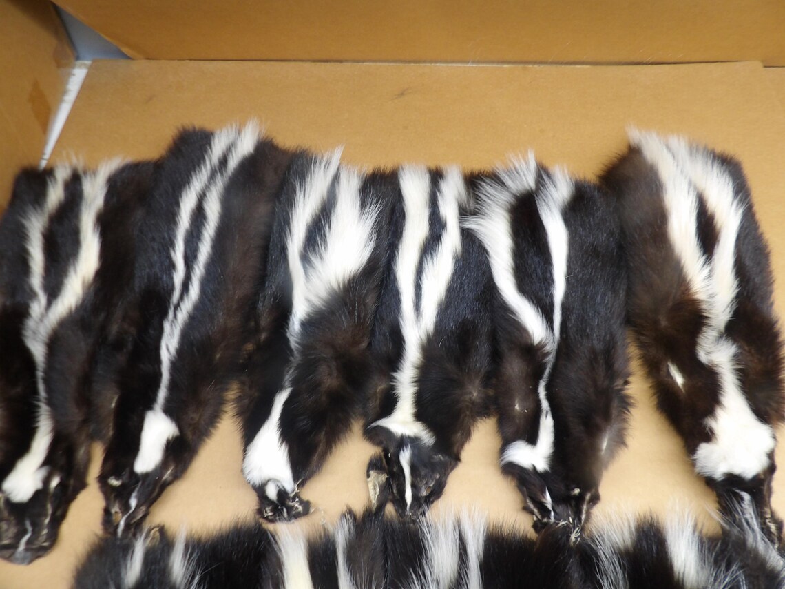 No Tail Professionally Soft Tanned Skunk Hide - Etsy