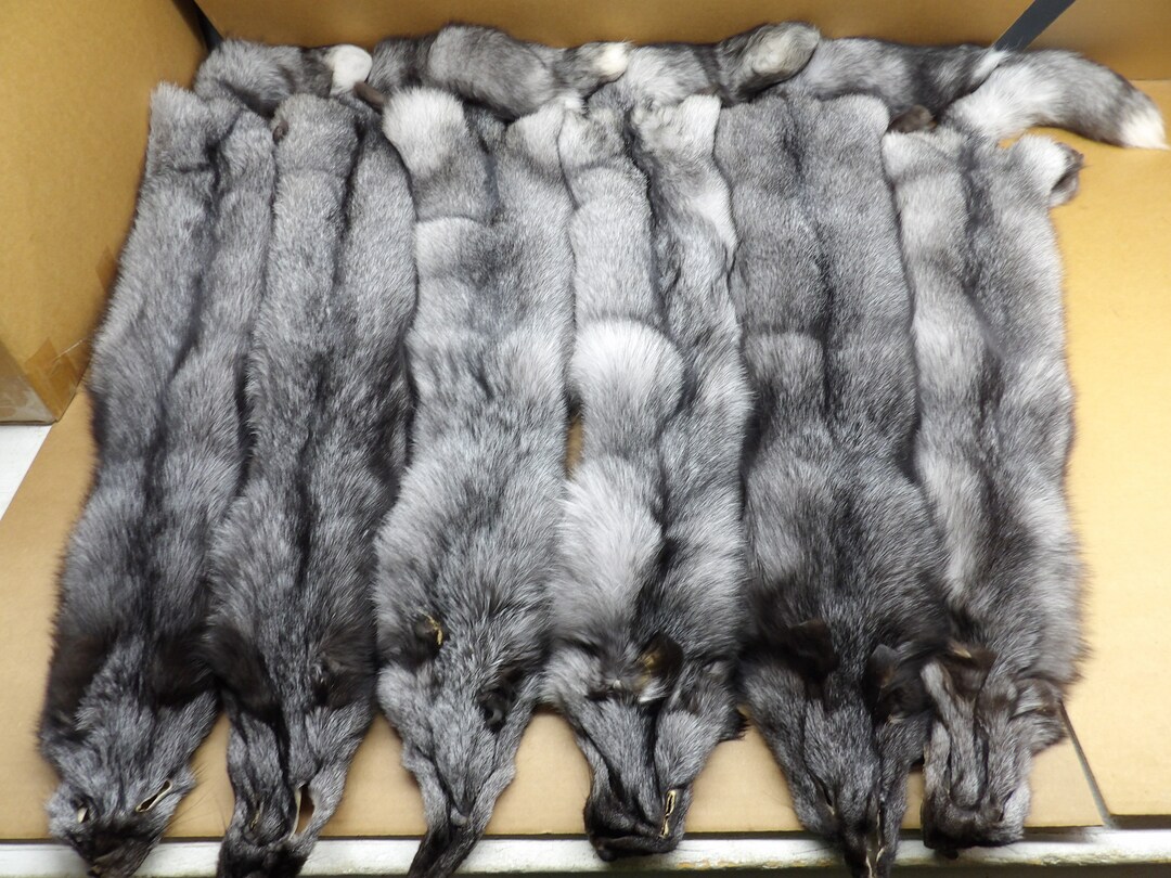 XXL Blue Frost Fox Hide 1 Top Lot Grade, Professionally Tanned/pelt ...