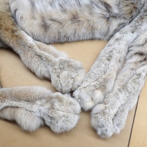 XXL Alaskan Lynx Hide With Feet and Claws Professionally - Etsy