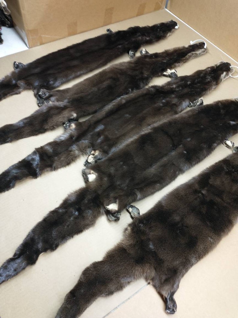 Tanned Select Grade XL River Otter Hide With 4 Feet/pelt/furs/taxidermy ...