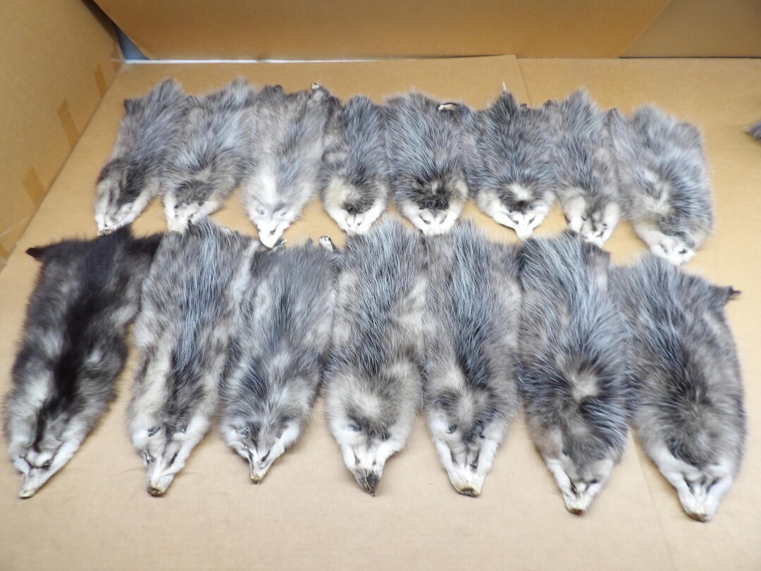 Opossum Med #1 Grade Professionally Soft Tanned Hide/pelt/real USA Fur ...