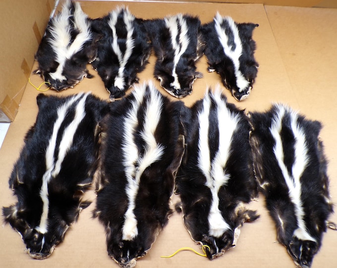 Striped Skunk #1 Grade Professionally Soft Tanned Hide/pelt/nice White ...