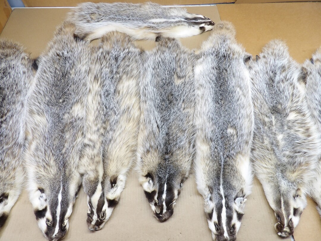 Professionally Tanned Semi-heavy Plus Badger Hide/pelt - Etsy