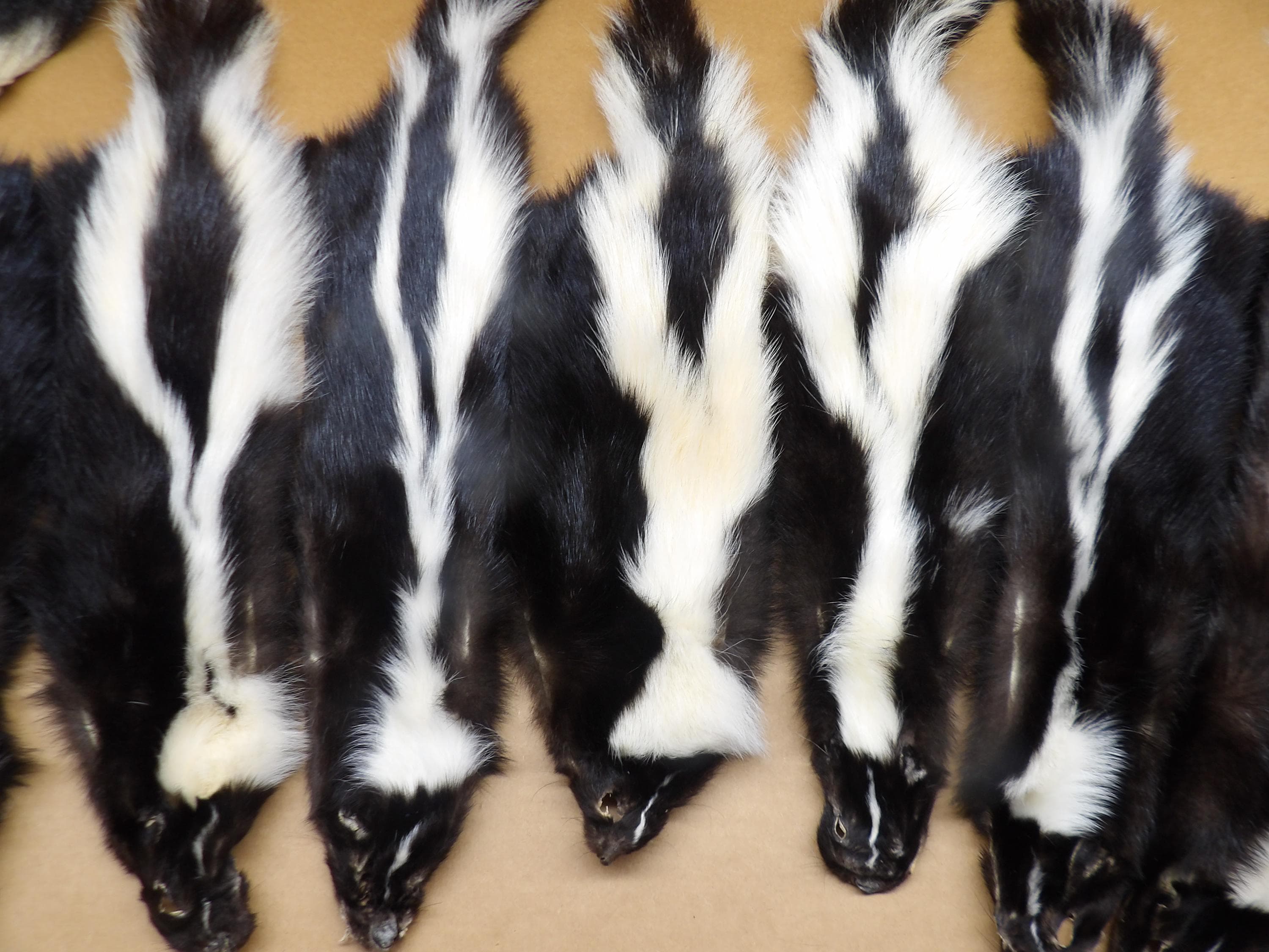 Striped Skunk #1 Grade Professionally Soft Tanned Hide/pelt/nice White ...