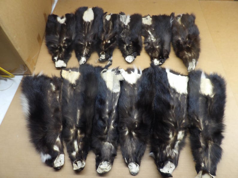 No Tail Professionally Soft Tanned Skunk Hide - Etsy