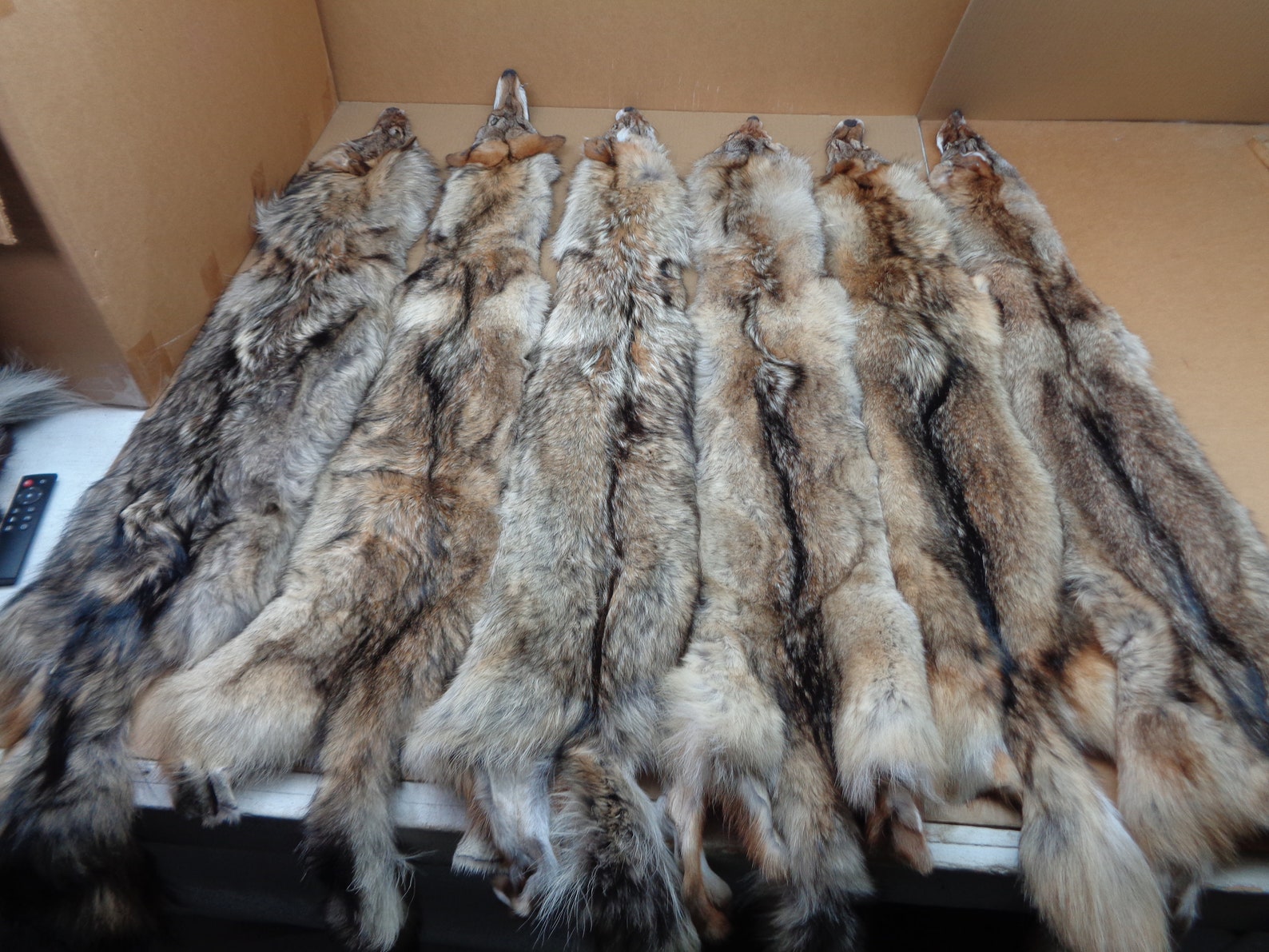 Professionally Soft Tanned XXL Coyote Hides/fur/viking - Etsy