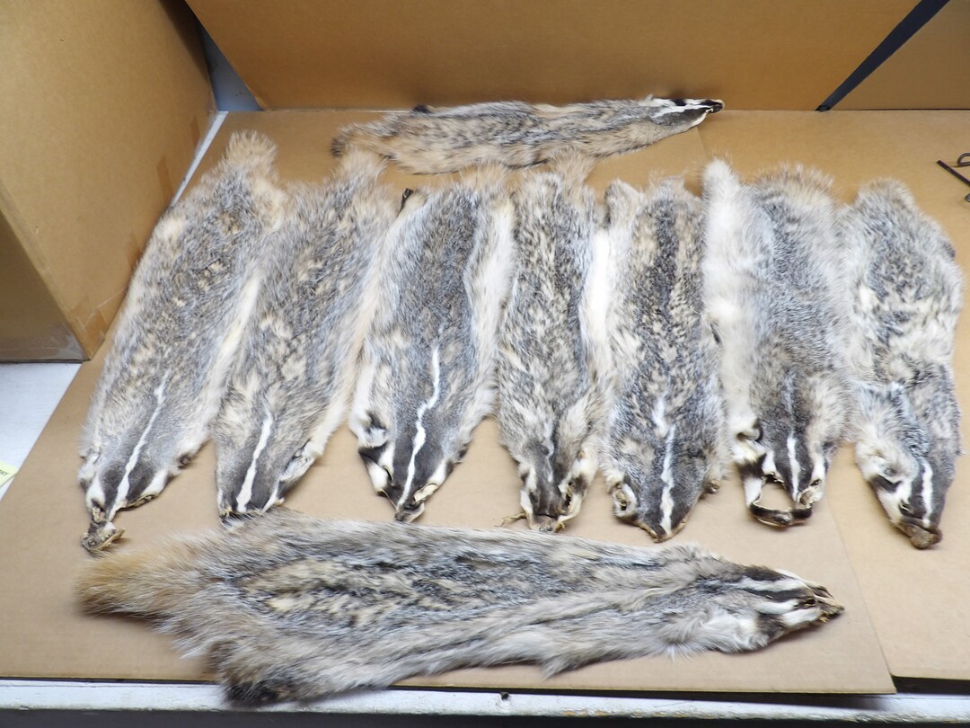 Professionally Soft Tanned Semi-heavy Damage Badger Hide/pelt/furs - Etsy