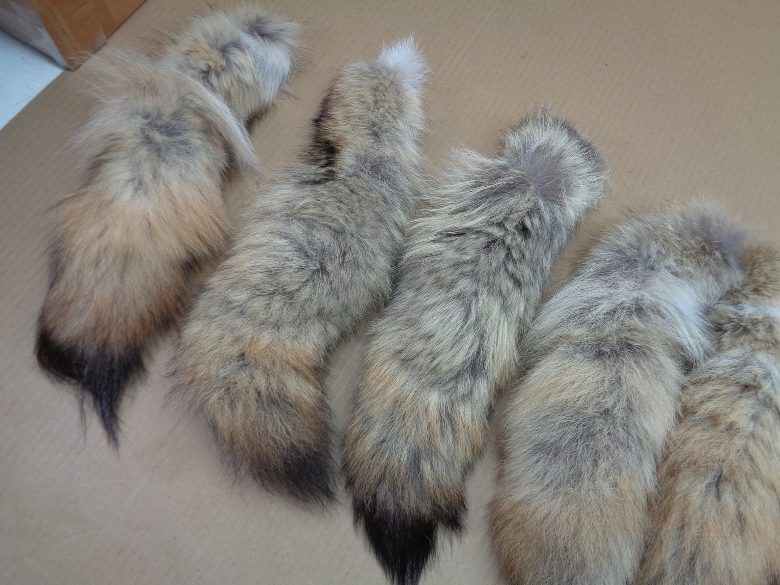 Professionally Soft Tanned Coyote Tail/real Fur - Etsy