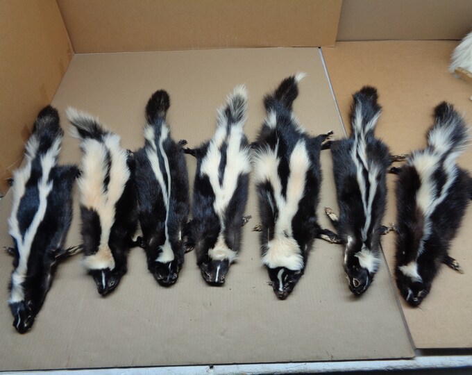 Professionally Soft Tanned 1 Grade Skunk Hide With All 4 Feet/pelt/nice ...