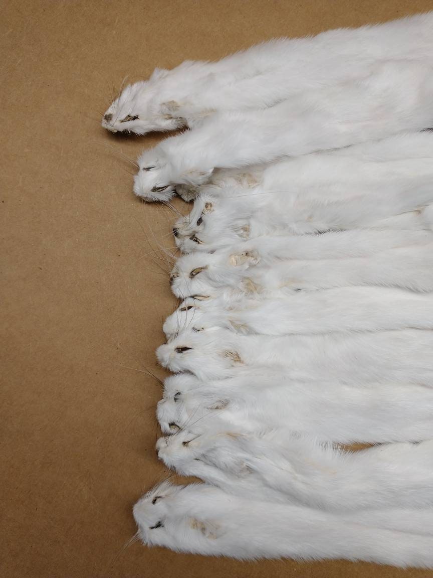 White Ermine Professionally Soft Tanned #1 Hide/weasel/pelt - Etsy