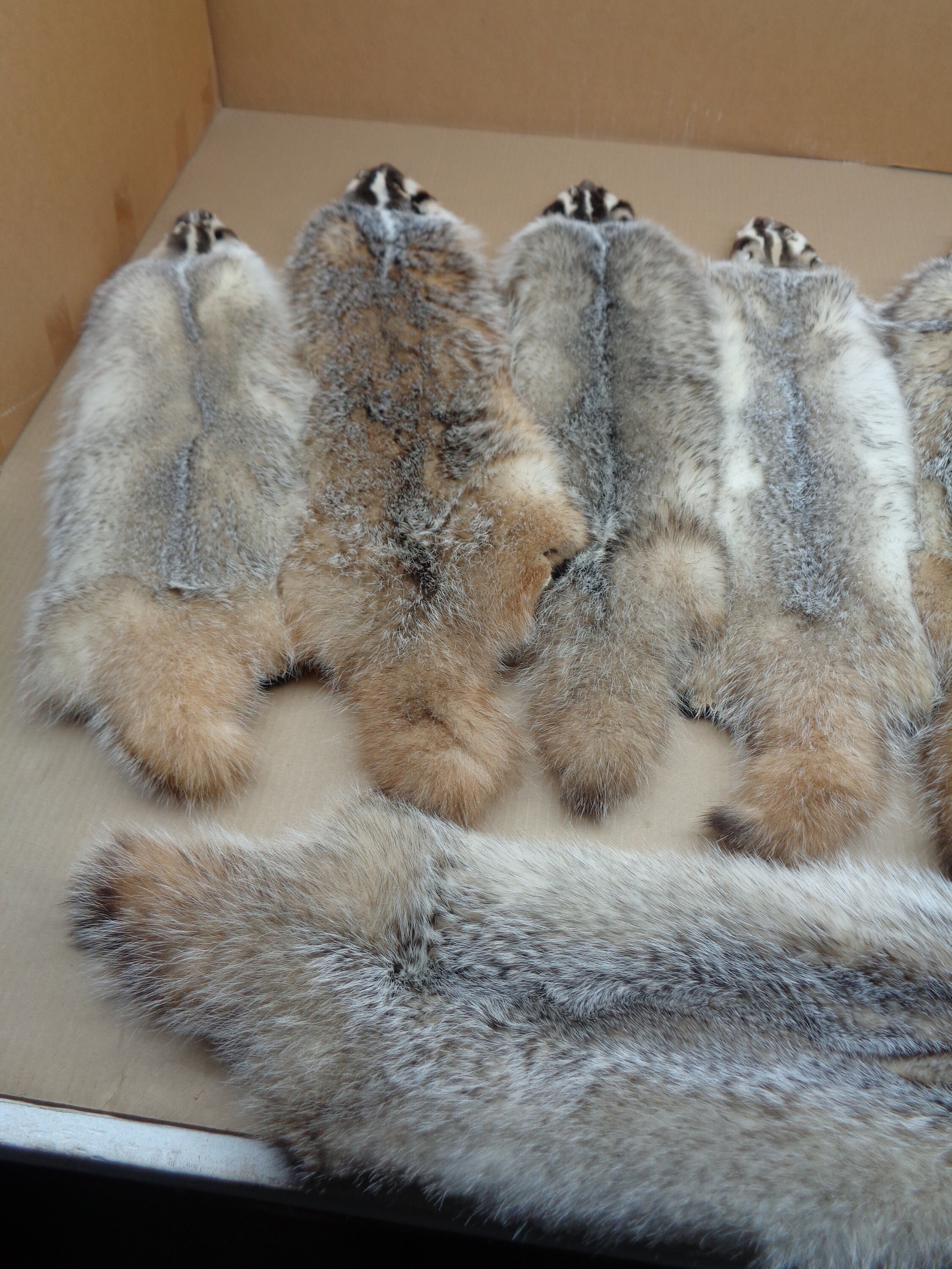 Professionally Tanned 1 Grade Heavy Furred Badger Hide/pelt - Etsy