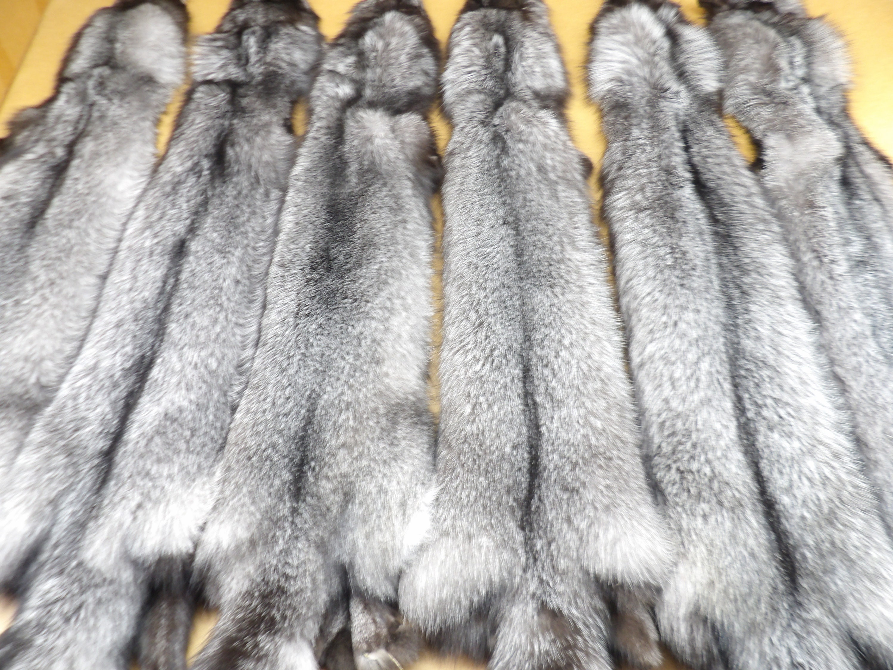 XXL Blue Frost Fox Hide #1 Top Lot Grade, Professionally Tanned/pelt ...