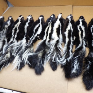 XL Striped Skunk Hide Professionally Soft Tanned 1 Grade/pelt/nice ...