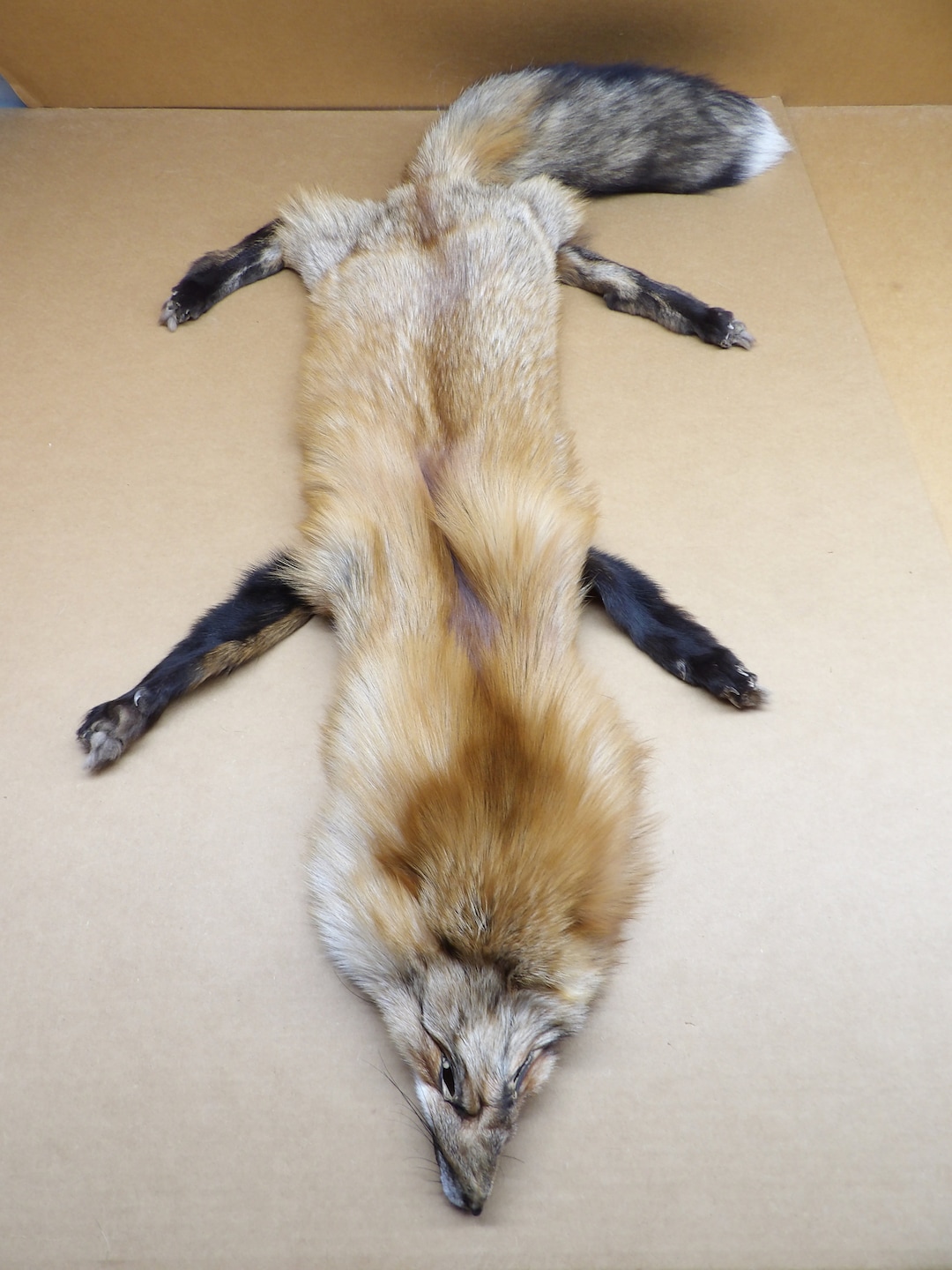 Red Fox Hide With 4 Feet Professionally Tanned/tanned Fur/taxidermy - Etsy