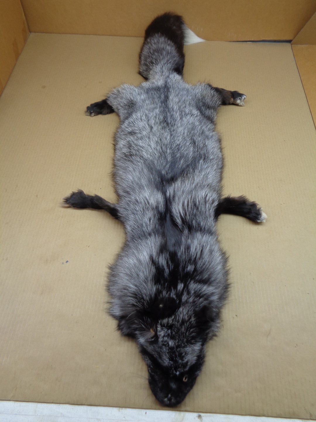 Silver Fox Hide With 4 Feet Professionally Tanned Top Lot Grade/tanned ...