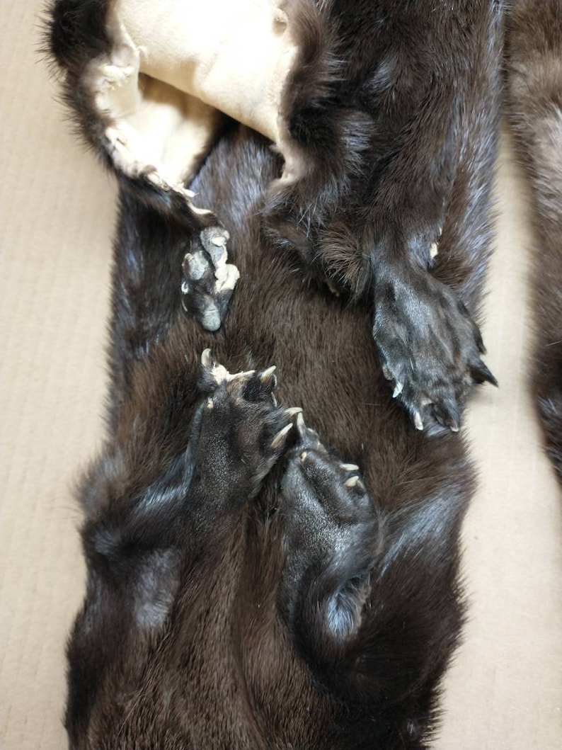 Tanned Select Grade XL River Otter Hide With 4 Feet/pelt/furs/taxidermy ...