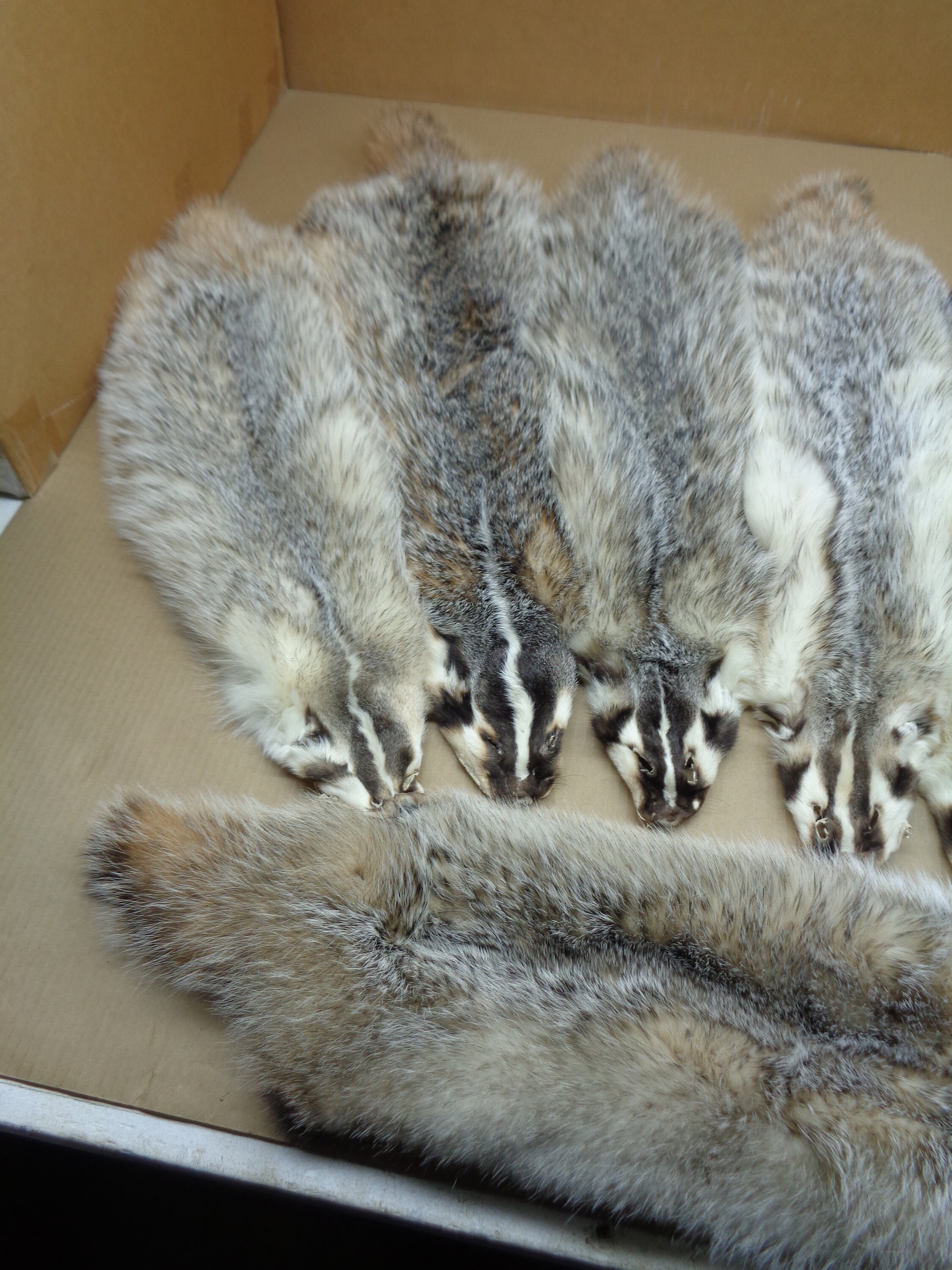 Professionally Tanned 1 Grade Heavy Furred Badger Hide/pelt - Etsy