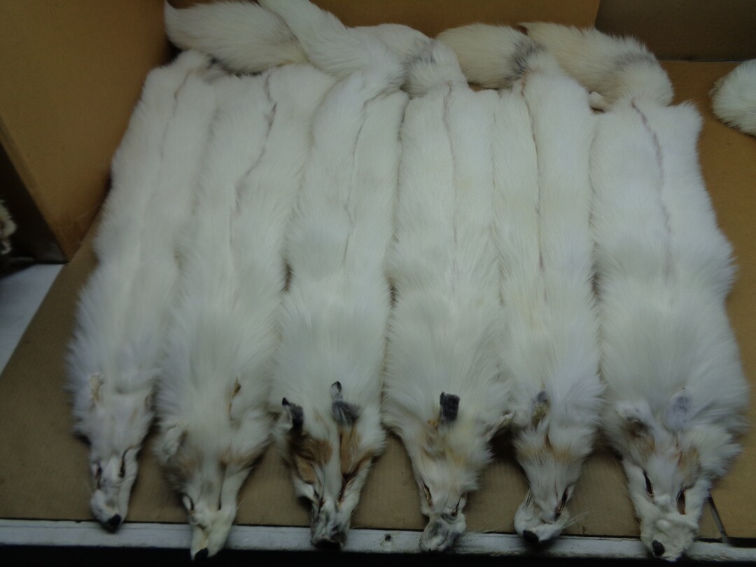 Professionally Tanned Top Lot 1 Grade Arctic Sun-glow Fox Hide/pelt ...