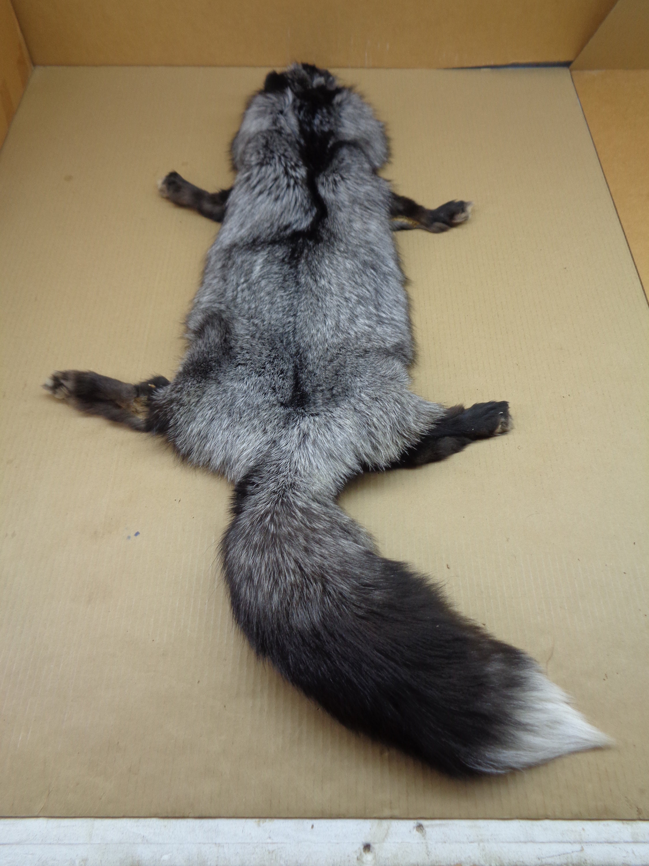 Silver Fox Hide With 4 Feet Professionally Tanned Top Lot - Etsy