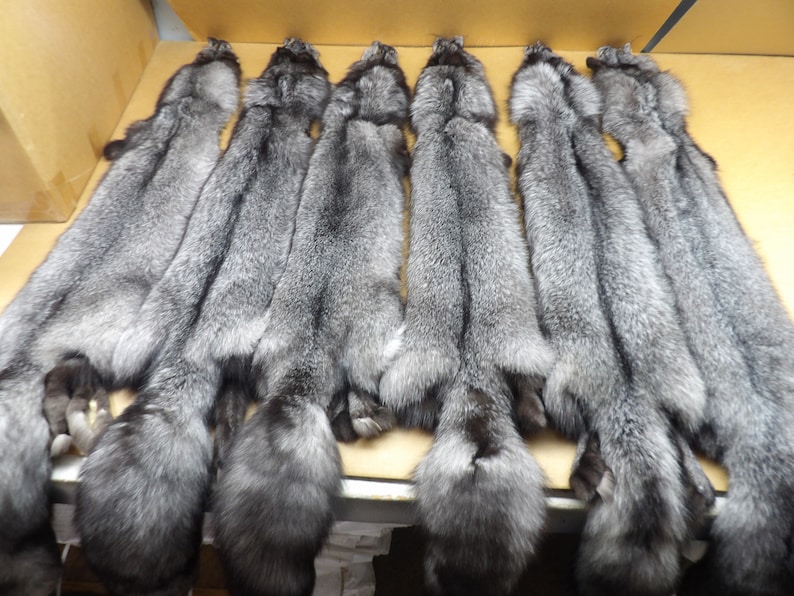 XXL Blue Frost Fox Hide #1 Top Lot Grade, Professionally Tanned/pelt ...