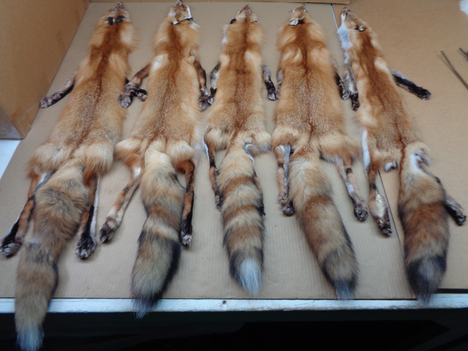 Red Fox Hide With 4 Feet Professionally Tanned/semi Heavy - Etsy