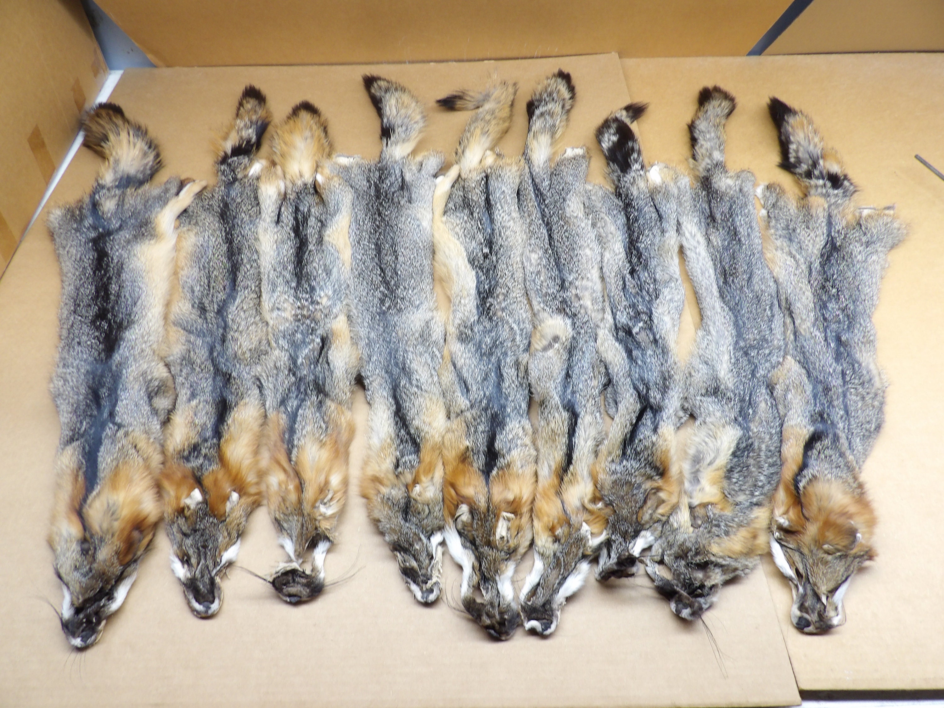 Grey Fox Hide #2 Grade Professionally Tanned/pelt/natural Fur - Etsy