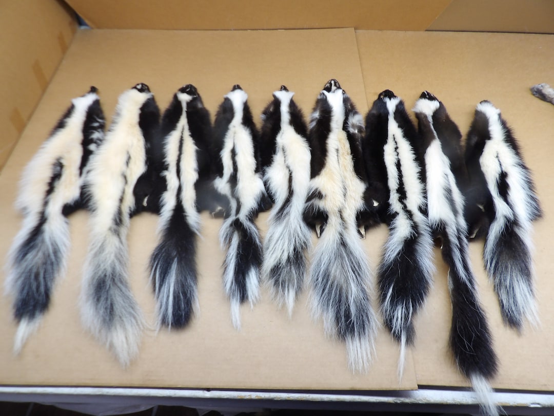 Professionally Soft Tanned Skunk Hide/pelt/nice Wide White Stripe/gag ...