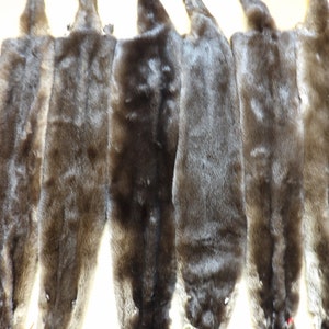 Medium River Otter Hide Professionally Tanned/pelt/fur/hair Ties - Etsy