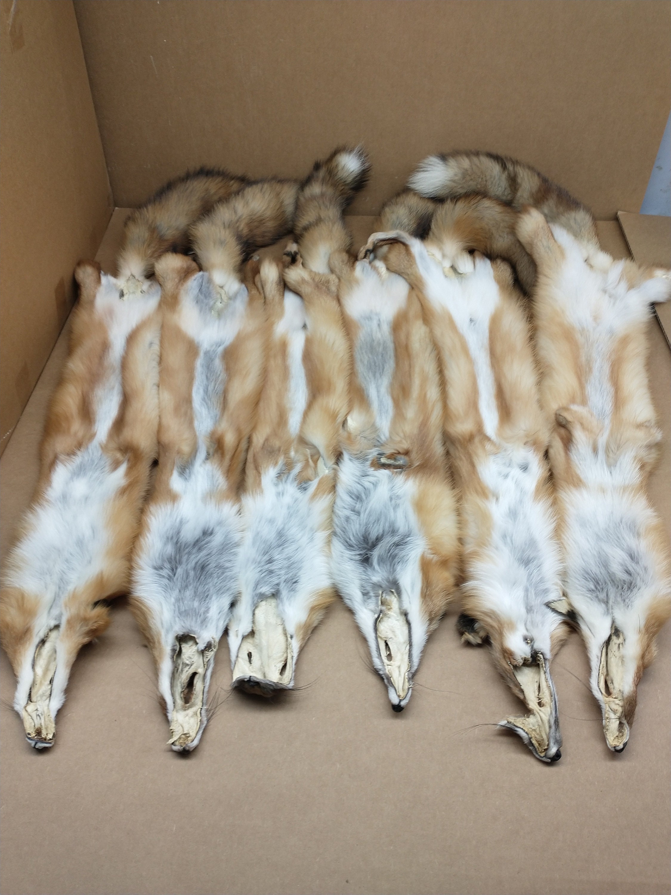 Professionally Tanned Slight Damage Red Fox Hide Nicely Furred/pelt/ - Etsy