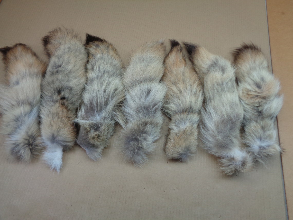 Professionally Soft Tanned Coyote Tail/real Fur - Etsy