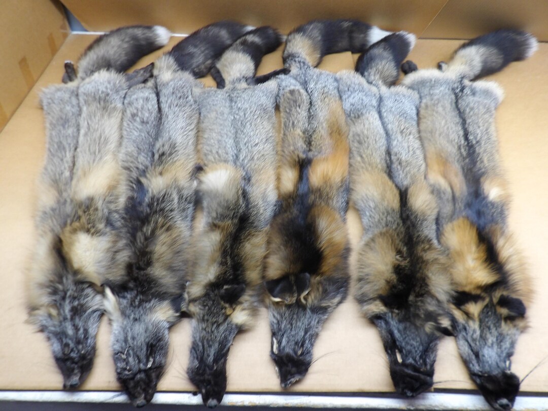 Alaskan Cross Fox XL #1 Top Grade Professionally Tanned/red Grey Fox ...