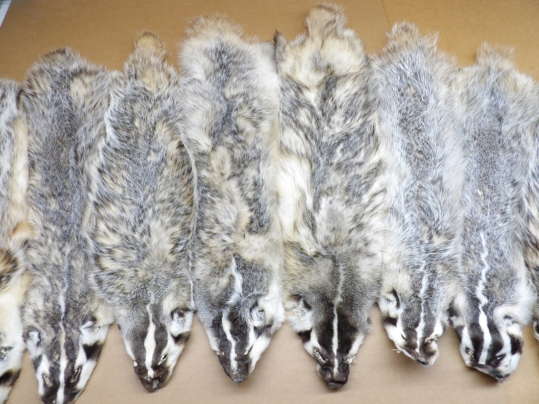 Professionally Soft Tanned Semi-heavy/flat Badger Hide/pelt/furs - Etsy
