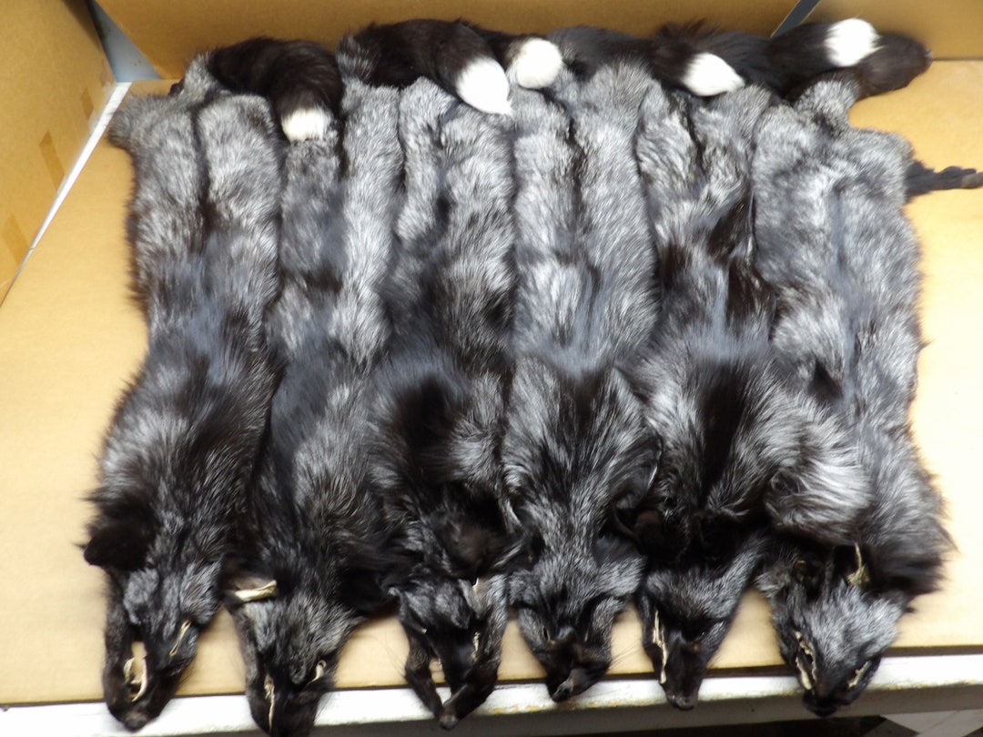 2XL Silver Fox Hide #1 Top Grade/professionally Tanned/pelt/nicely ...