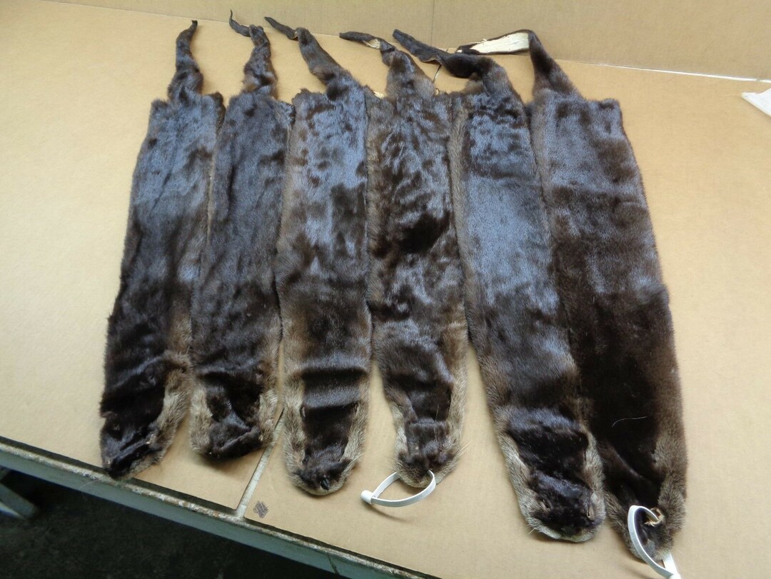 XL Dark Otter Hide Professionally Tanned 1 Grade/pelt/fur/hair Ties - Etsy