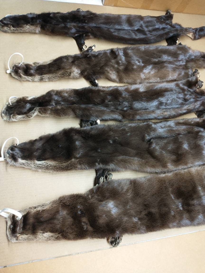 Tanned Select Grade XL River Otter Hide With 4 Feet/pelt/furs/taxidermy ...