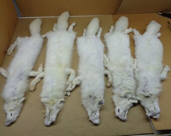 White Arctic Fox Pelt - Etsy