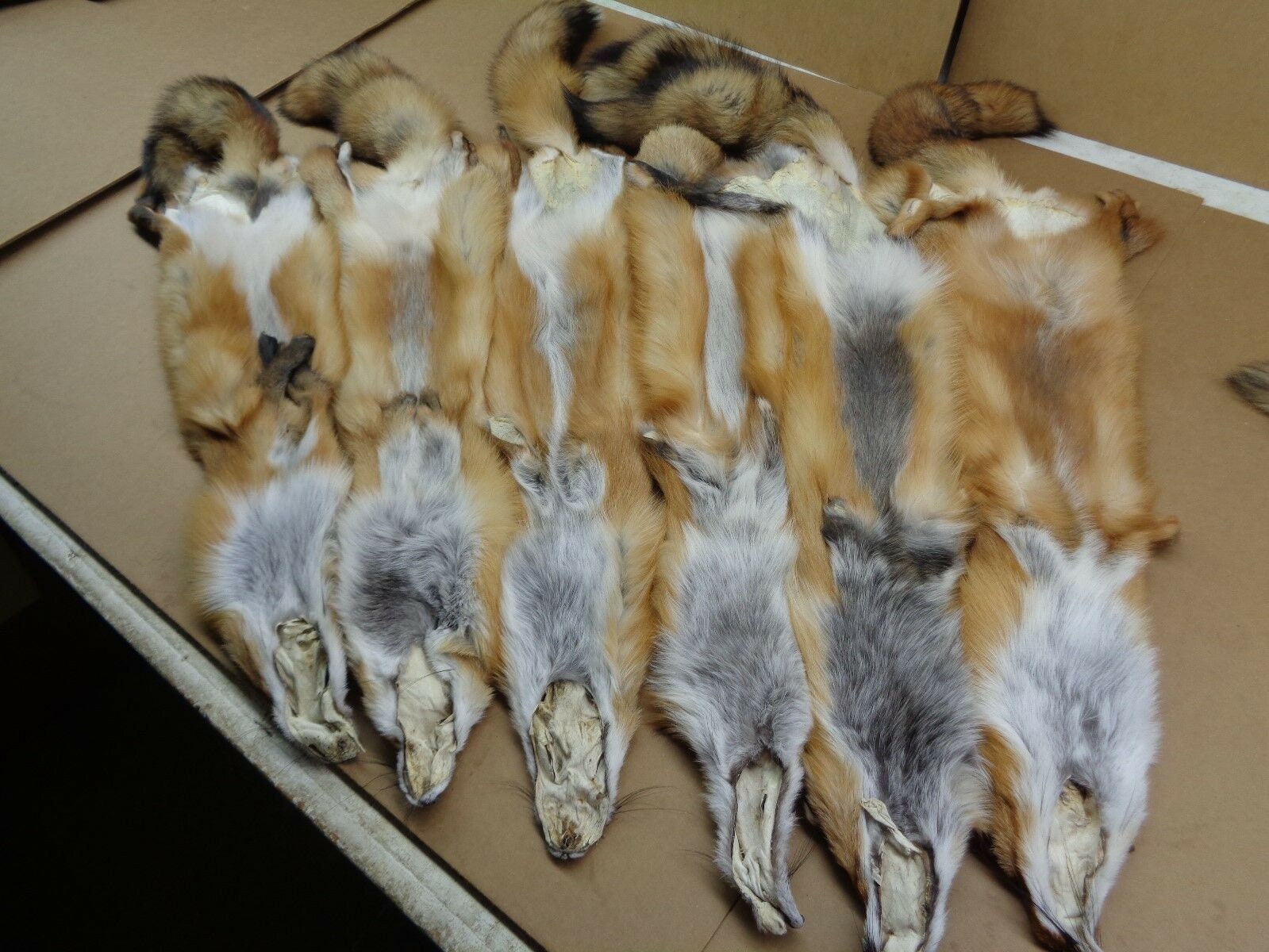 Professionally Tanned 1 Grade Red Fox Hide/pelt - Etsy