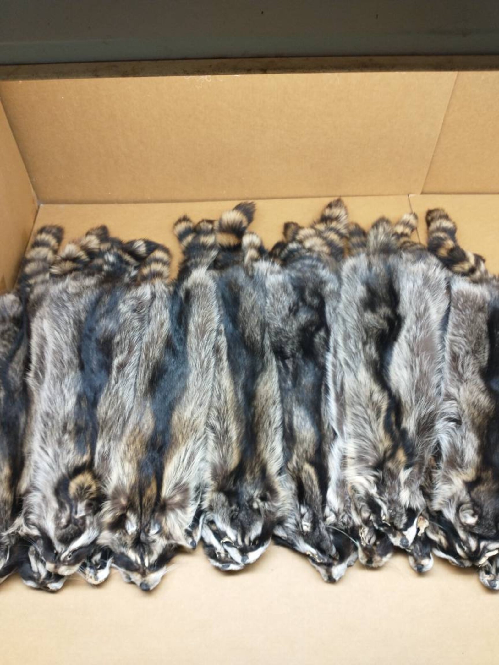Professionally Soft Tanned Large #1 Grade Iowa Raccoon/coon Hide/pelt ...