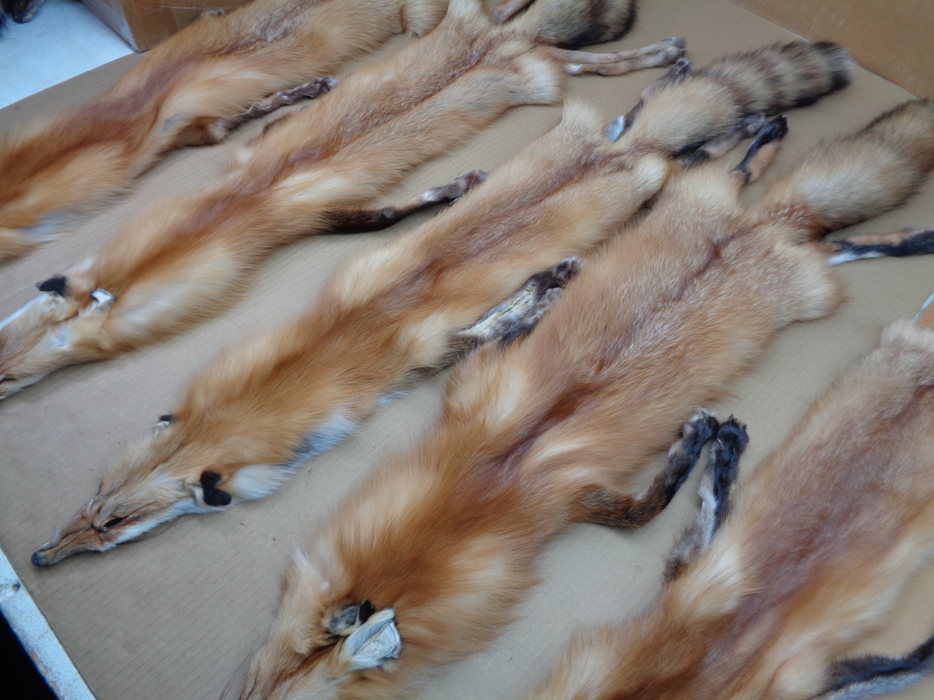Red Fox Hide With 4 Feet Professionally Tanned/semi Heavy - Etsy