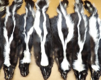 Striped Skunk #1 Grade Professionally Soft Tanned Hide/pelt/nice White ...