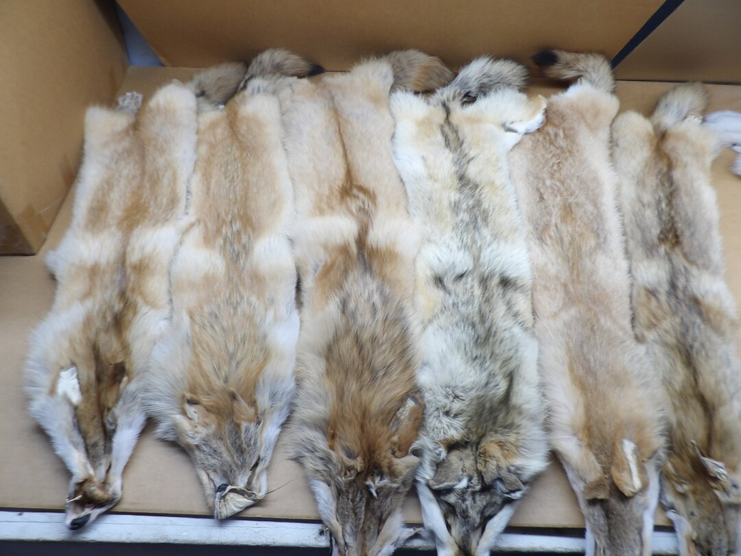 Professionally Soft Tanned #1 Grade Red Coyote Hide/fur/viking Cape - Etsy
