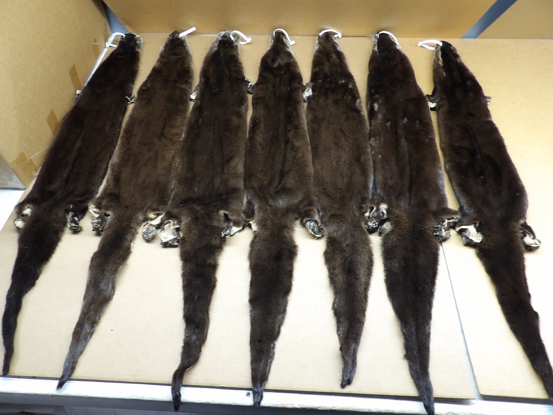 XXL Otter Hide With All 4 Feet/professionally Tanned 1 Grade /pelt/fur ...