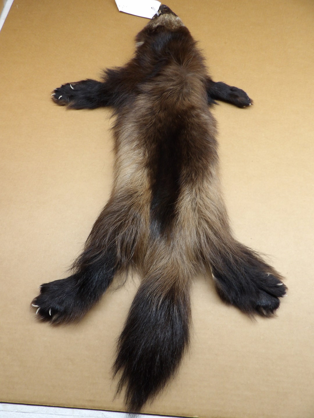 Alaskan Wolverine Professionally Tanned 1 Grade Hide With 4 - Etsy