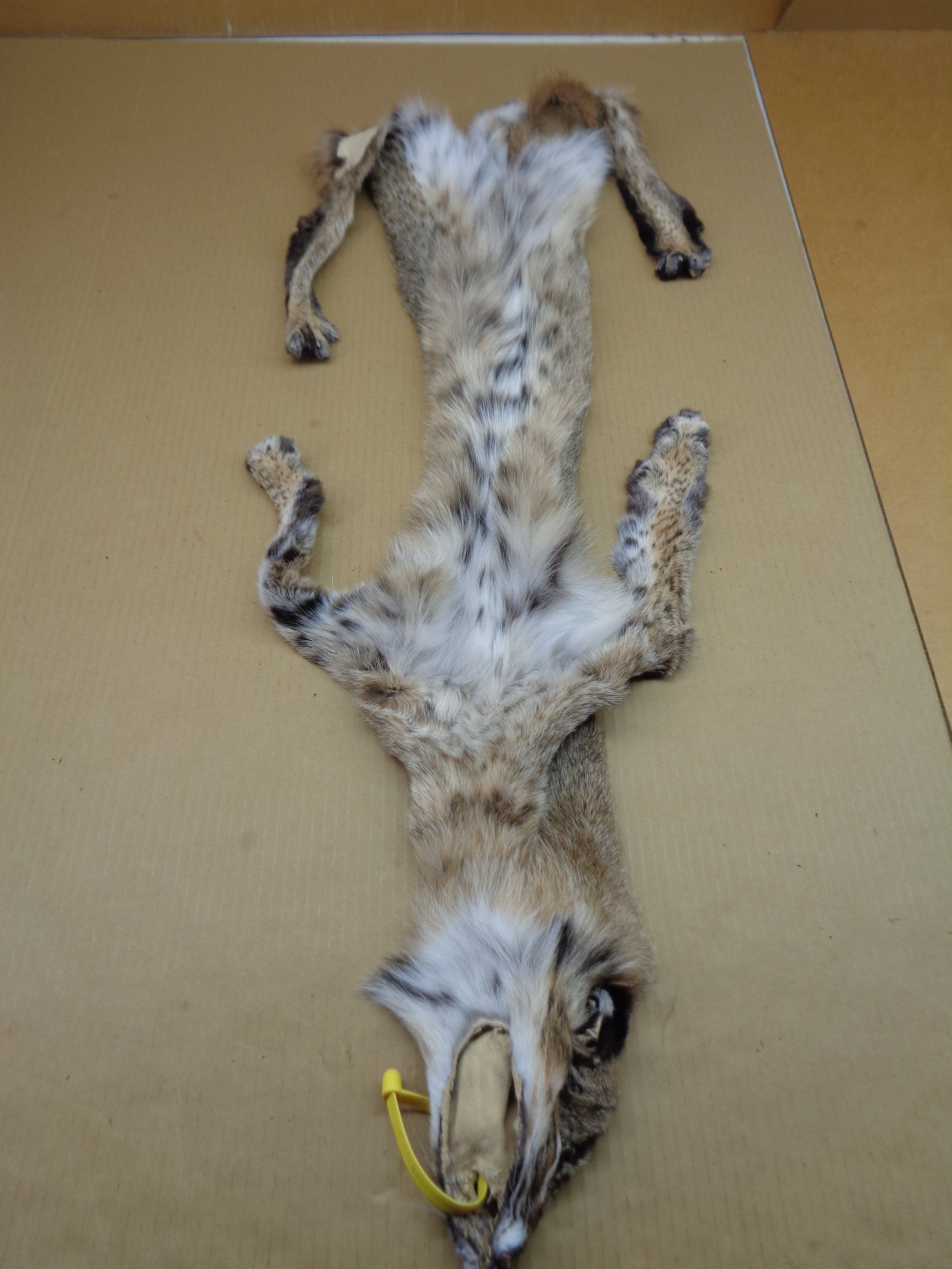 Skinning Bobcat For Selling Hides