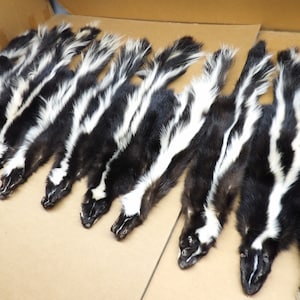 XL Striped Skunk Hide Professionally Soft Tanned 1 Grade/pelt/nice ...