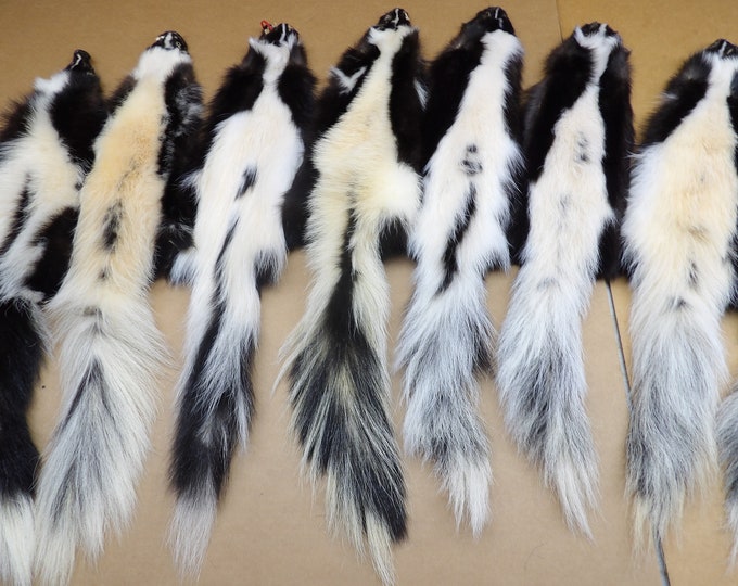 Professionally Soft Tanned Skunk Hide/pelt/nice Wide White Stripe/gag ...