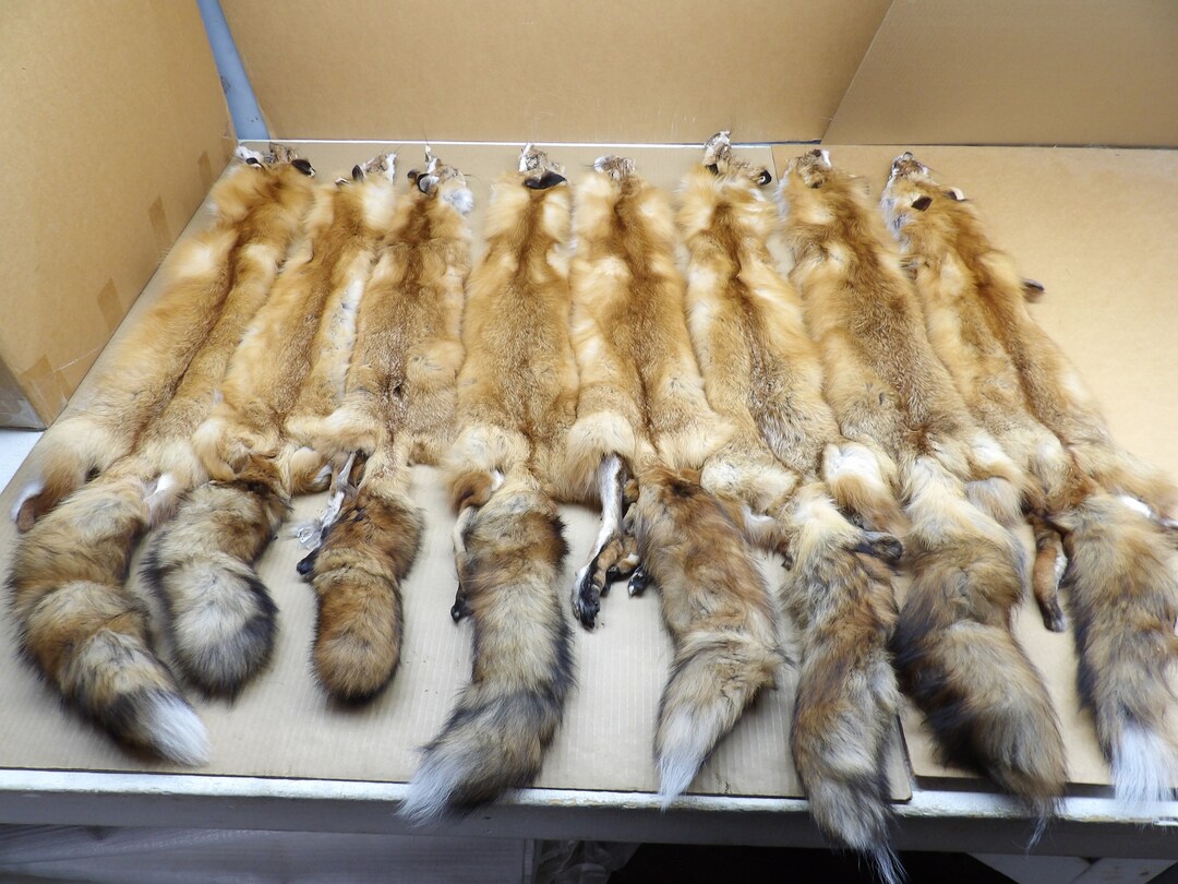 Red Fox Professionally Tanned, Slight Damage, Nicely Furred/pelt/hide ...