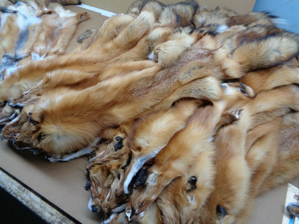 Professionally Tanned 1 Grade Red Fox Hide/pelt - Etsy